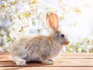 Where Does Rabbit Live: Various Places Where Rabbits Can Be Found and ...