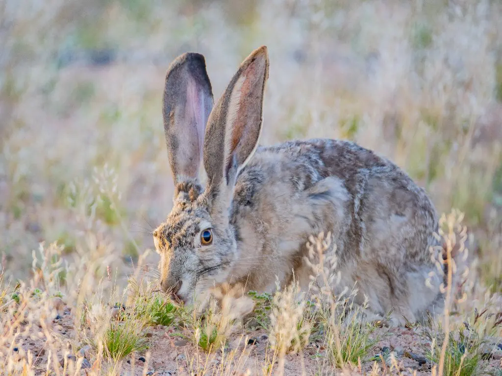 Rabbit vs. Jackrabbit: An Overview of Two Different Species ...