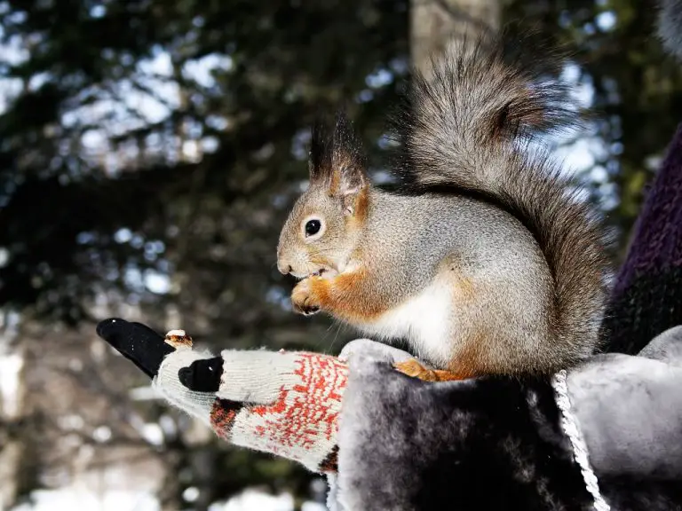 How Do Squirrels Stay Warm in the Winter: The Different Ways Squirrels ...