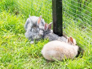 What Kills Rabbits at Night: Your Rabbit's Predators at Night and How ...