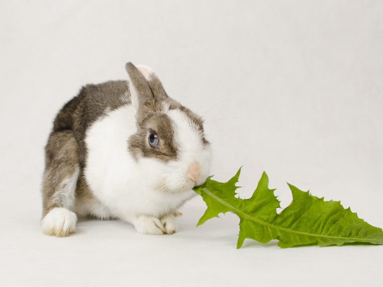 Can Rabbit Eat Zucchini: Zucchini as Part of Your Rabbit's Diet