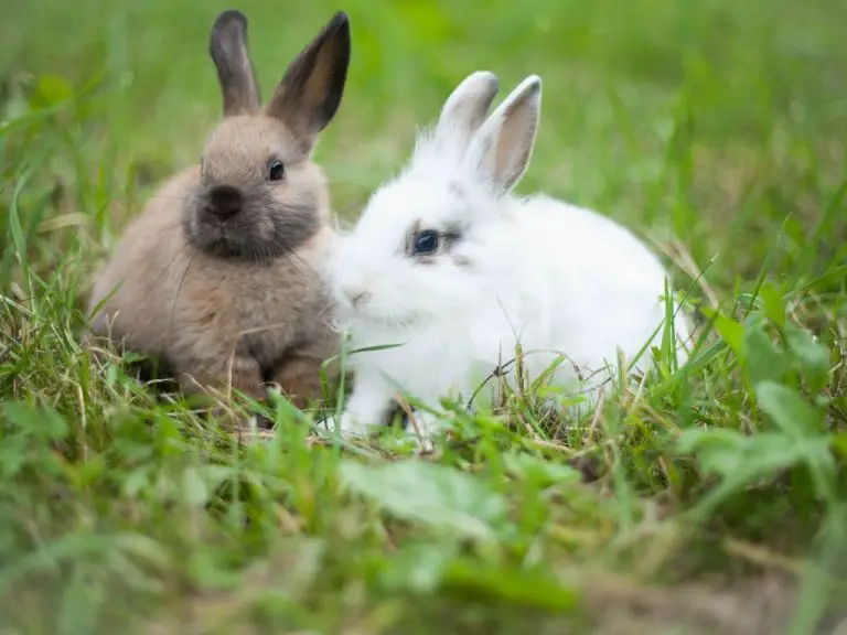 How to Tell a Male Rabbit From a Female Rabbit: Identifying the Sex of ...