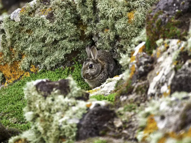 Can Rabbit and Hare Breed: What You Need to Know About the Reproduction ...