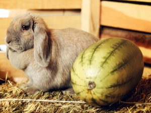 Can Rabbit Eat Watermelon: A Guide to Safely Feeding This Fruit to Your ...
