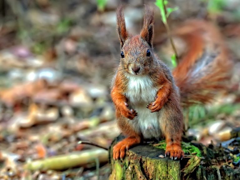 Squirrel Versus Chipmunk: The Key Similarities and Differences ...