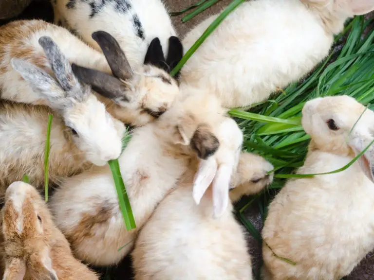 What Kills Rabbits Quickly: The Top Predators of Rabbits and Tips for ...