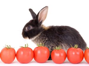 Can Rabbit Eat Tomato: A Guide to Safely Feeding Tomatoes to Your Pet ...
