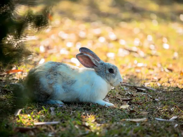 Rabbit Life Expectancy: Tips to Prolong Your Rabbit's Life