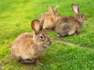 Rabbit: Facts You Should Know About Rabbits