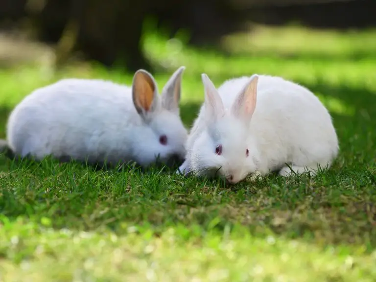 Can Rabbits Purr: Sounds That Rabbits Make - DiscoveryNatures
