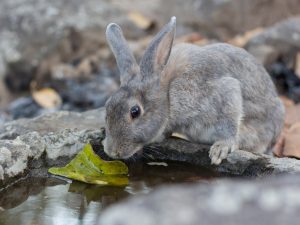 How Does Rabbit Drink Water: Rabbits and Their Water Intake ...