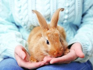 Where Does Rabbit Live: Various Places Where Rabbits Can Be Found and ...