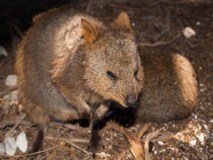 Quokka Predators: What You Need to Know About the Declining Population ...