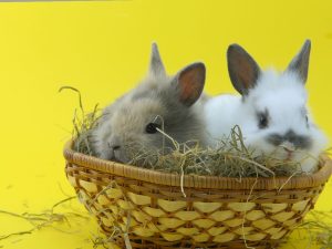 Can Rabbit Eat Rice: Rice's Impacts on Rabbit's Health - DiscoveryNatures
