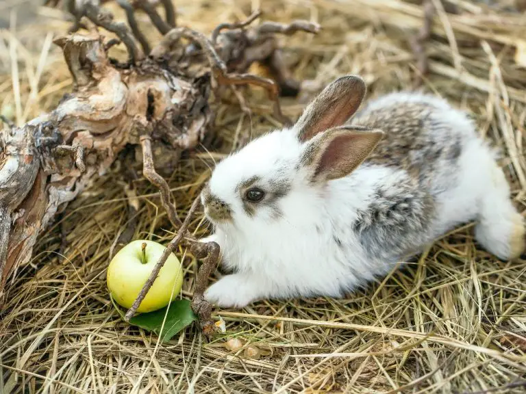Can Rabbits Eat Apples: A Guide to Safely Feeding Your Pet Apples