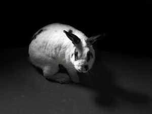 What Kills Rabbits at Night: Your Rabbit's Predators at Night and How ...
