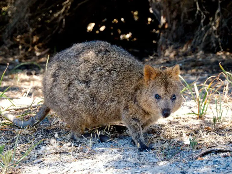 Why Are Quokkas Endangered: Understanding the Plight of Quokkas as a ...