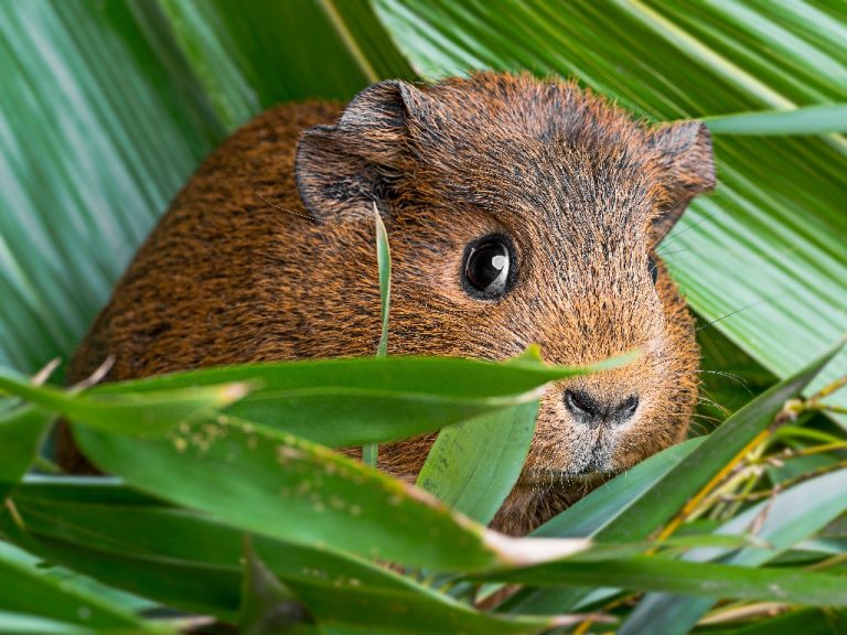 Do Guinea Pigs Get Cold: How Pet Cavies Get Cold and Ways to Keep Them ...