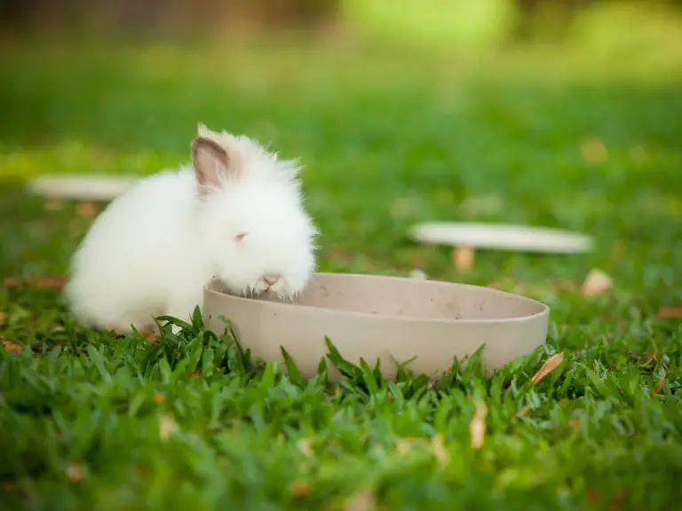 Can Rabbits Drink Out of a Bowl: Keeping Your Rabbits Hydrated