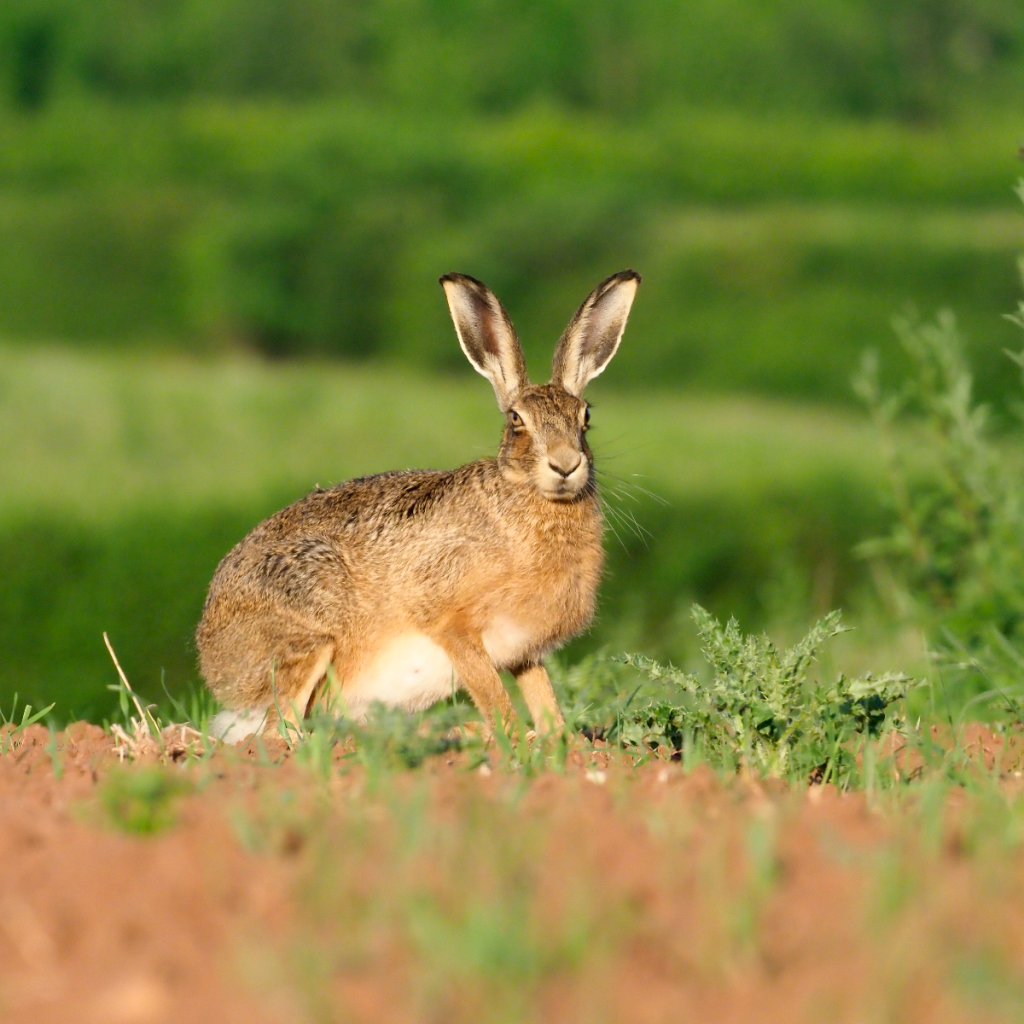 Hare vs. Rabbit: The Similarities and Differences Between These Animals ...
