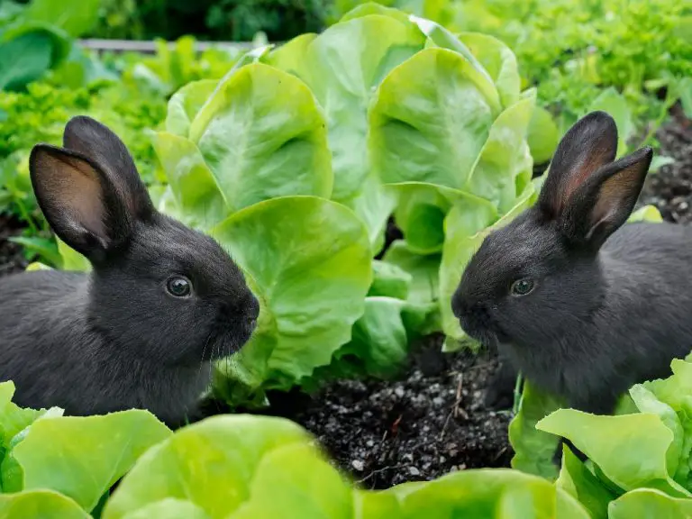 How to Keep Rabbits Out of Garden and Yard: Getting Rid of Rabbits