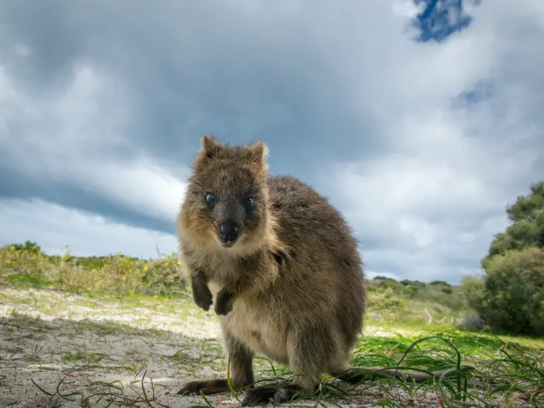Quokka Personality Traits: Get to Know Your Quokka - DiscoveryNatures