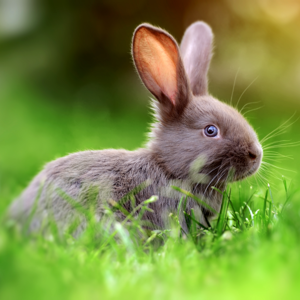 Hare vs. Rabbit: The Similarities and Differences Between These Animals ...