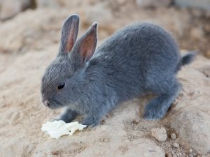 Are Rabbits Mammals: The Classification of Rabbits in the Animal Kingdom
