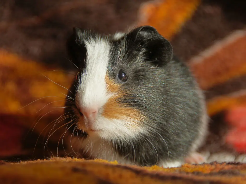 Why Do Guinea Pigs Chatter Their Teeth: Understanding Guinea Pig's ... Why Do Guinea Pigs Chatter Their Teeth: Understanding Guinea Pig's ...