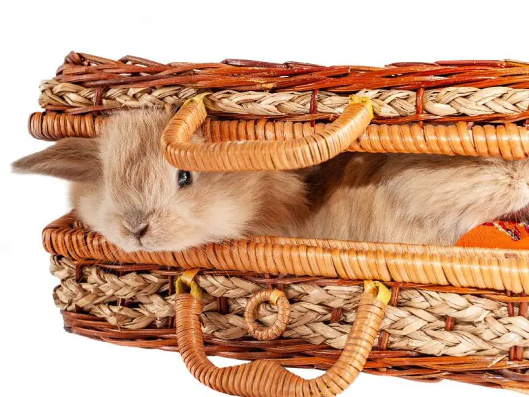 How to Make Your Rabbit Happy: Tips to Keep Your Rabbits Entertained