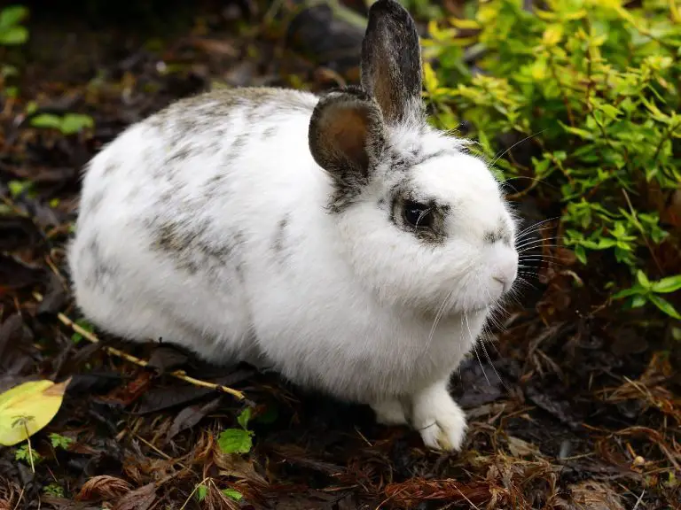 Types of Rabbits: Most Popular Pet Rabbit Breeds