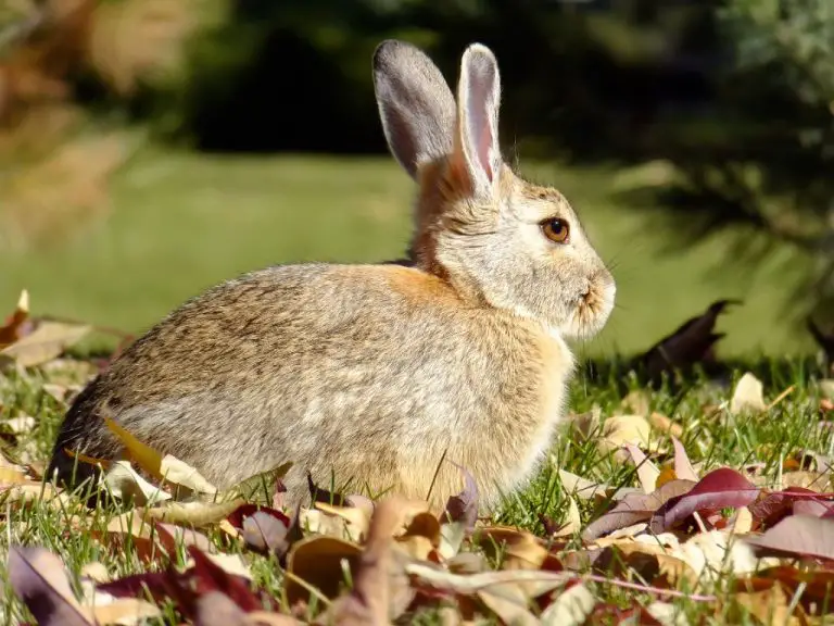 Types of Rabbits: Most Popular Pet Rabbit Breeds