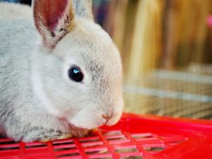 Can Rabbits Drink Tea: Teas to Offer and Avoid for Your Rabbits ...