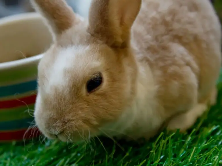 Can Rabbits Overheat: Signs of Rabbits Overheating and How to Deal With It