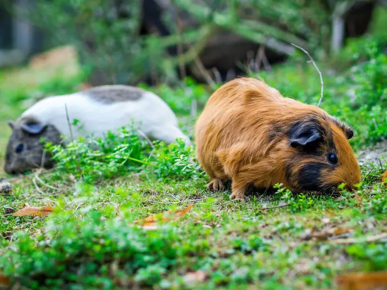 Where Are Guinea Pigs Found in the Wild: Understanding Wild Guinea Pigs ...