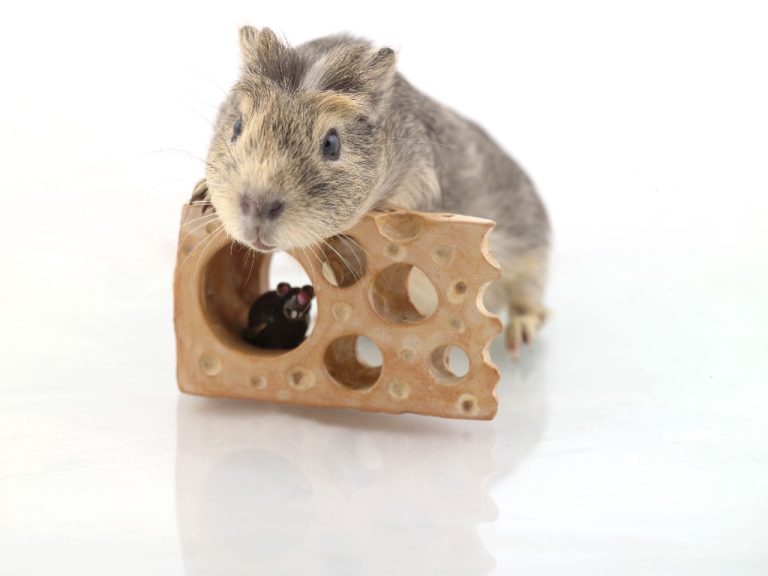 Do Guinea Pigs Carry Diseases: Diseases That They Can Spread to People ...