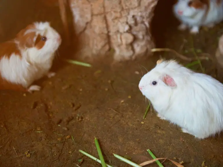 Do Guinea Pigs Have Tails: The Fascinating Evolution of Guinea Pigs ...