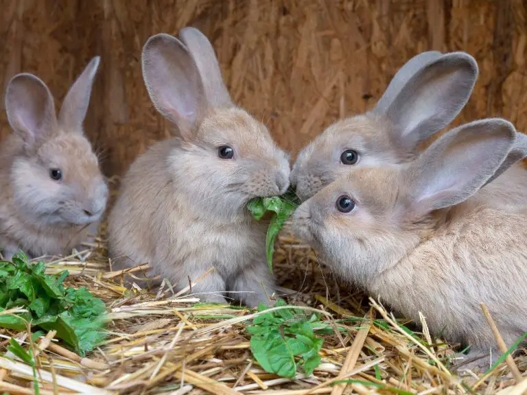 Can Rabbits Eat Zucchini Leaves: A Guide to Safely Feeding Zucchini to ...