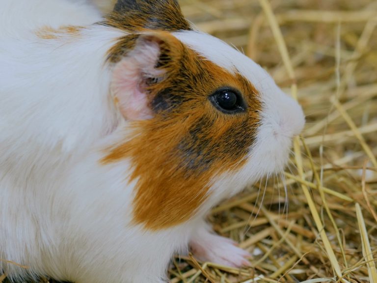 Do Guinea Pigs Live in the Wild: Facts About Guinea Pigs - DiscoveryNatures