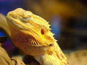 Can Bearded Dragons Get Depressed? Understanding the Emotional Well ...
