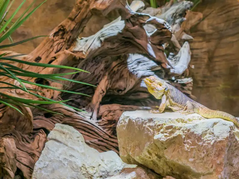 Are Bearded Dragons Endangered? A Brief Overview of Their Conservation ...