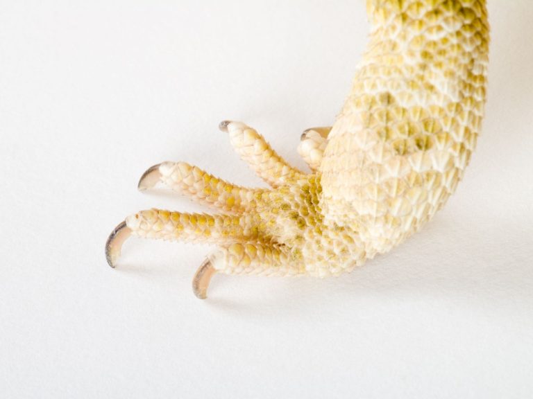 How to Safely Cut Your Bearded Dragon's Nails: A Step-by-Step Guide ...