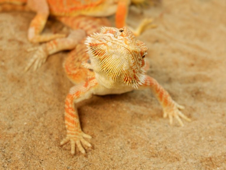 Are Bearded Dragons Smart: A Look at Their Intelligence and Abilities ...