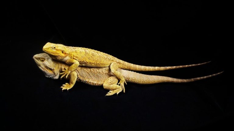 When is Bearded Dragon Breeding Season? A Guide to Understanding the ...