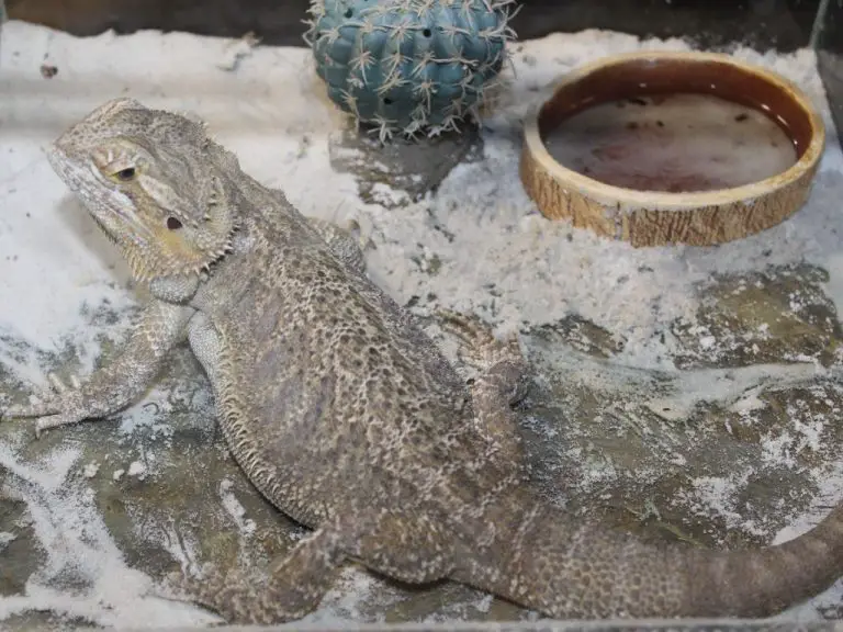 How to Clean Bearded Dragon Poop: A Step-by-Step Guide - DiscoveryNatures