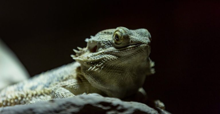 Is My Bearded Dragon Sick? Signs and Symptoms to Look Out For ...