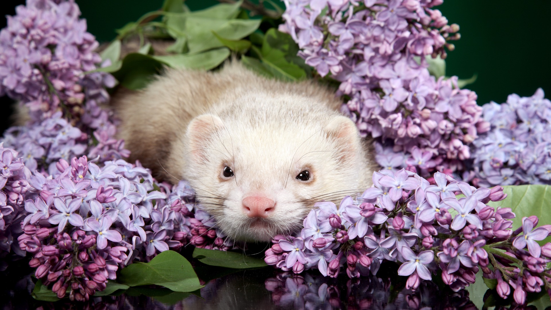 How Much Are Ferrets? Average Prices and Costs to Consider ...