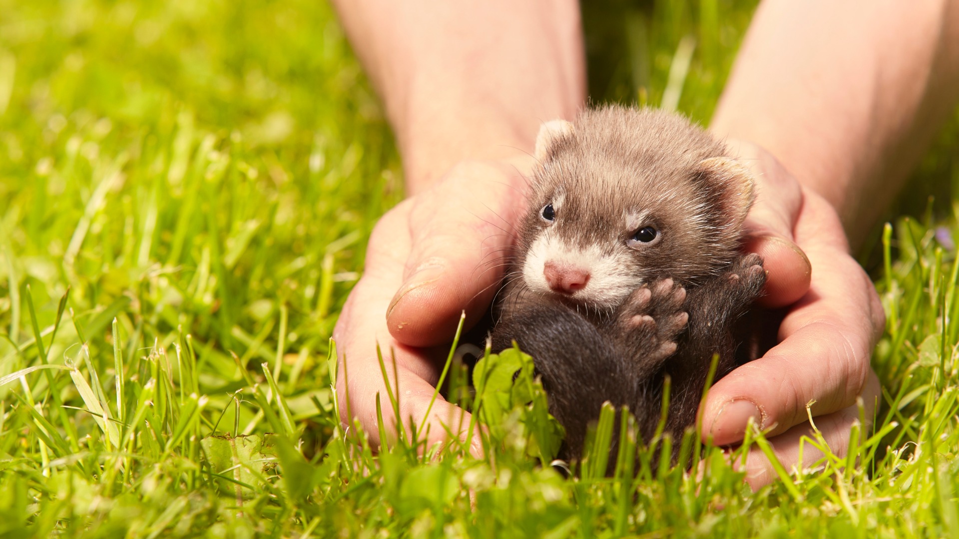 Are Ferrets A Good First Pet at Paul Morrison blog