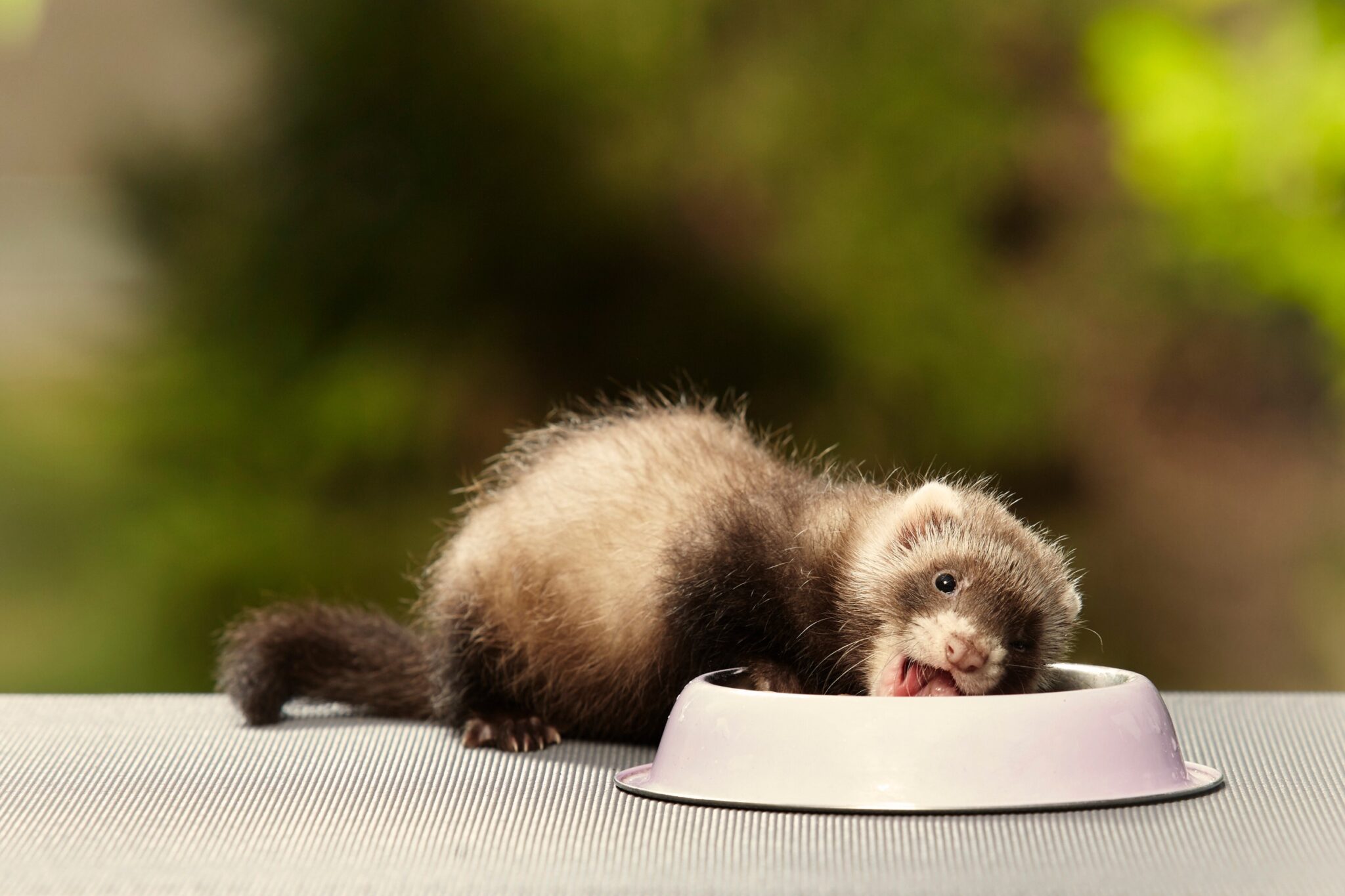 Are Ferrets Carnivores? An Expert Overview - DiscoveryNatures