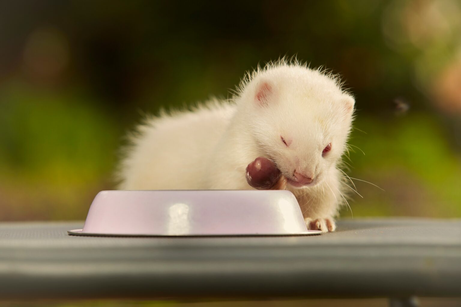 Are Ferrets Carnivores? An Expert Overview - DiscoveryNatures